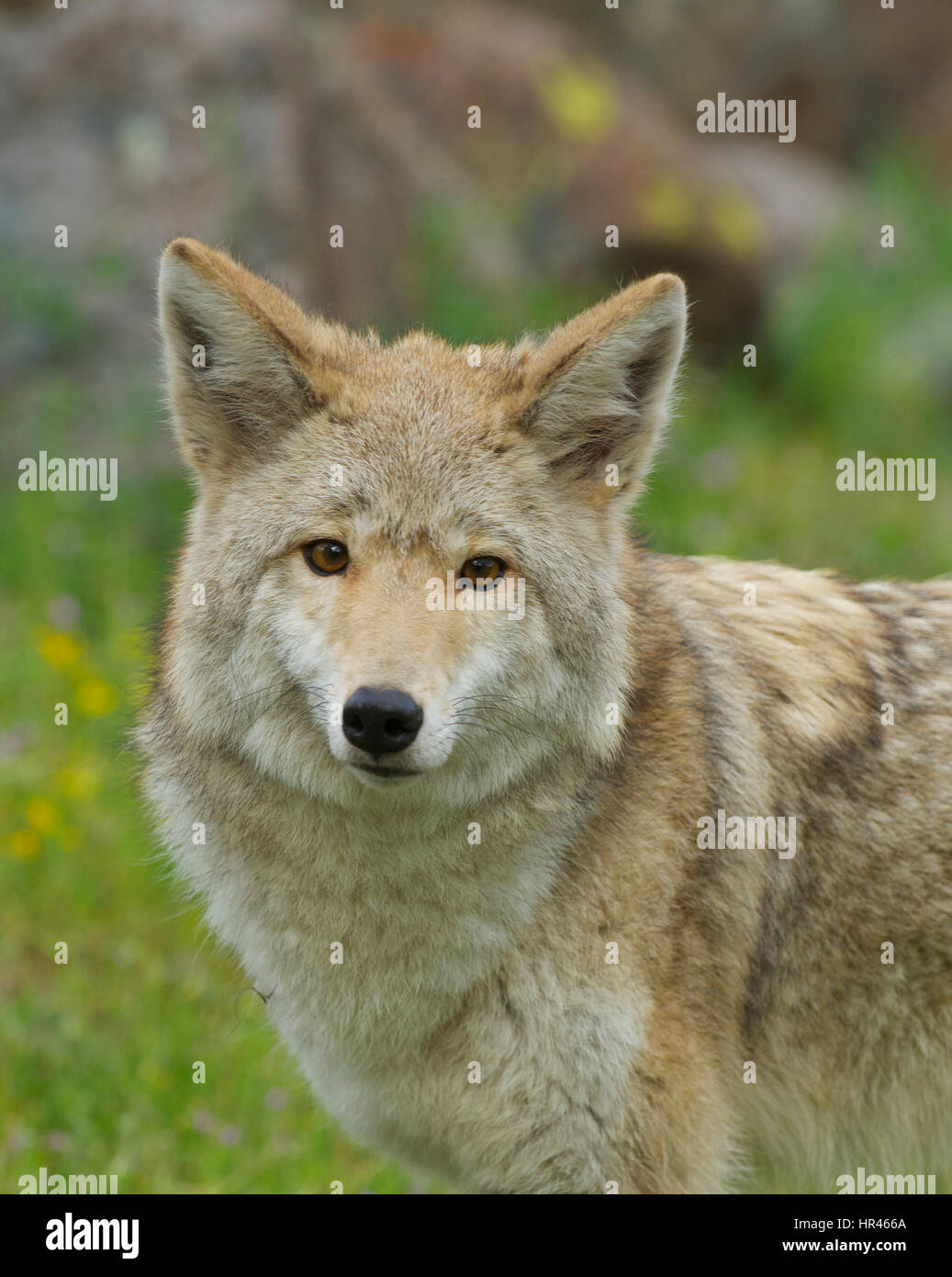Coyote in deep grass and flowers Stock Photo - Alamy