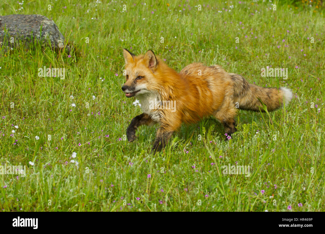 Red Fox in green grass with flowers Stock Photo - Alamy