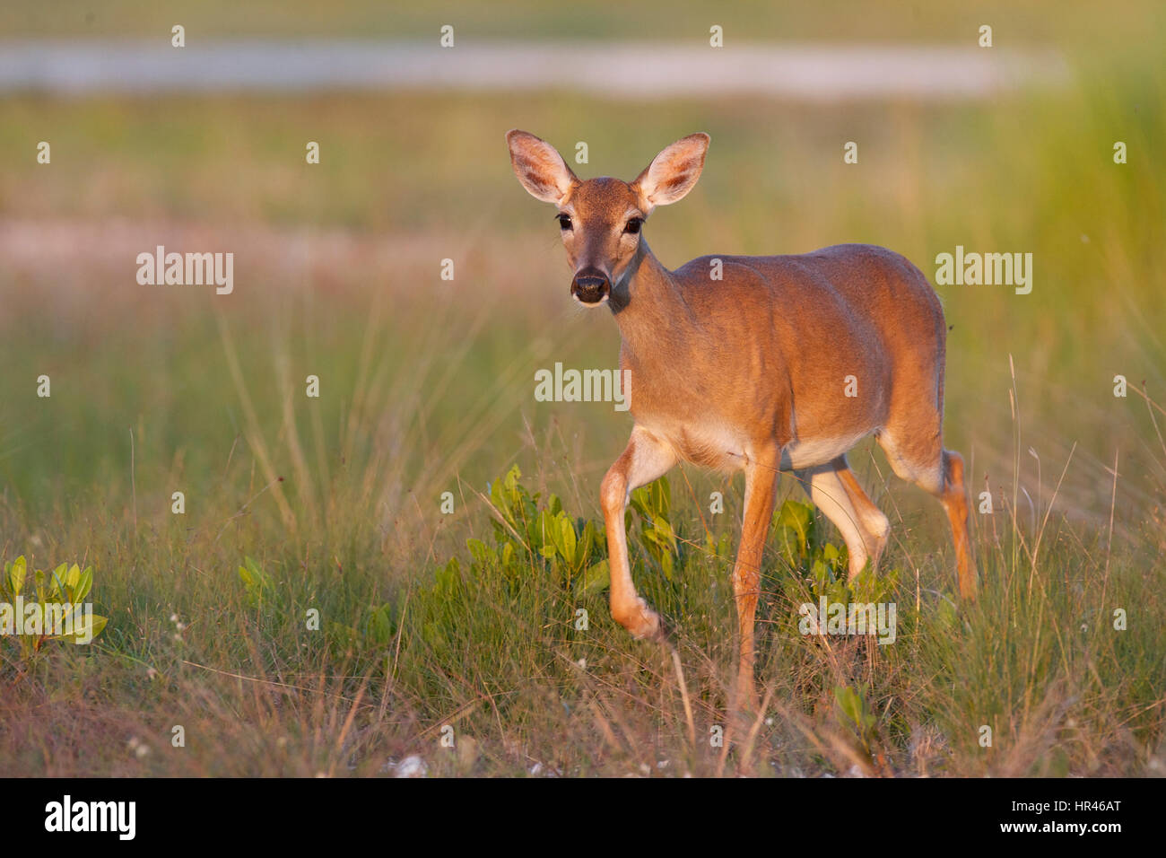 Endangered Key Deer walking in high grass in Florida Keys Stock Photo ...