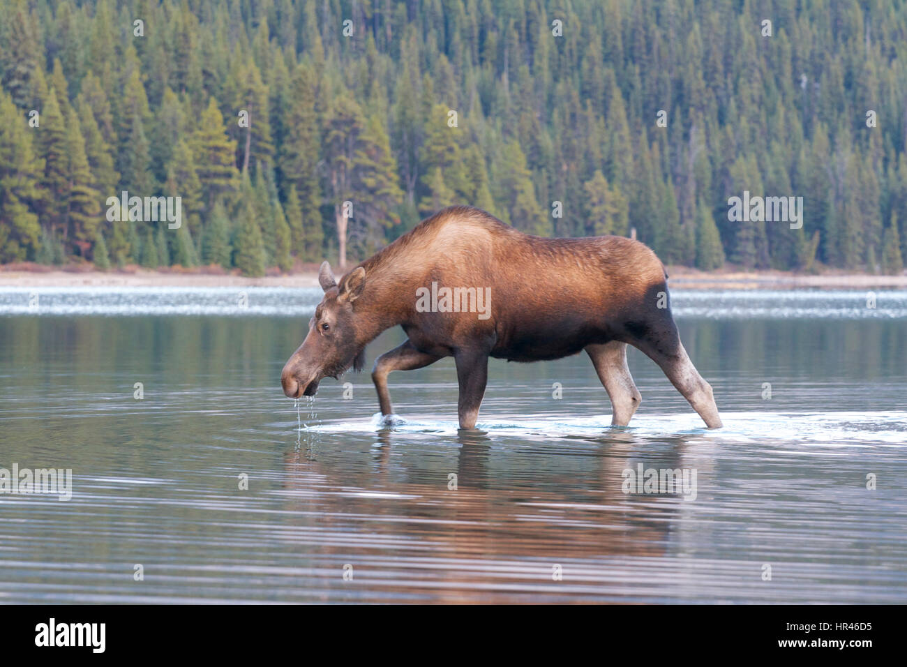 American Moose in lake water with trees Stock Photo - Alamy