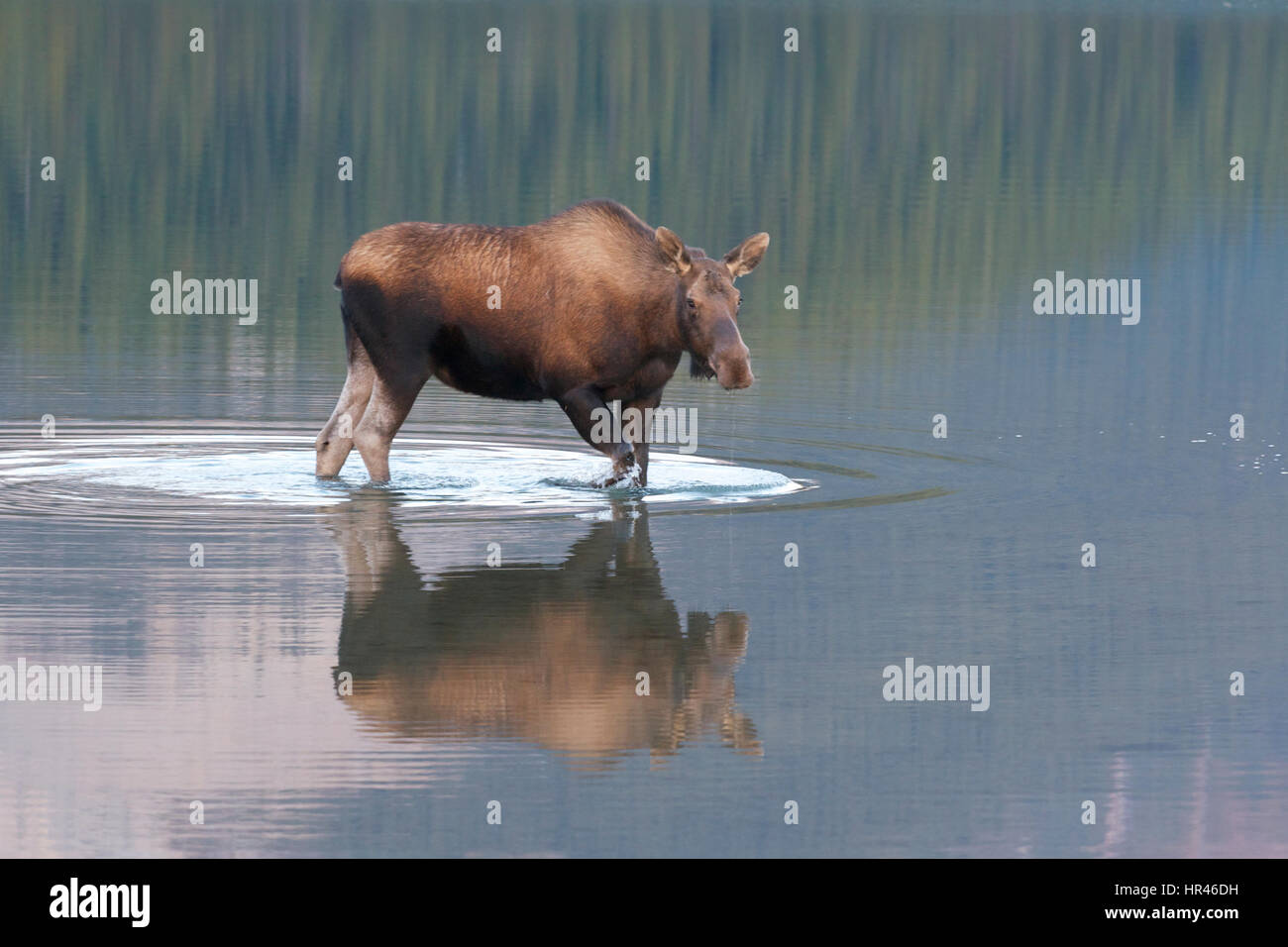American Moose in lake water Stock Photo - Alamy