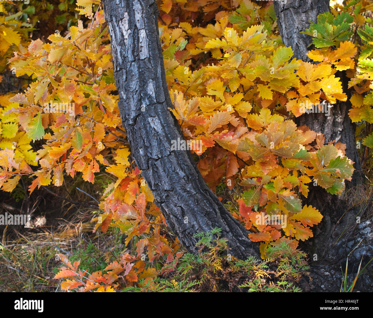Mongolian oak trees hi-res stock photography and images - Alamy