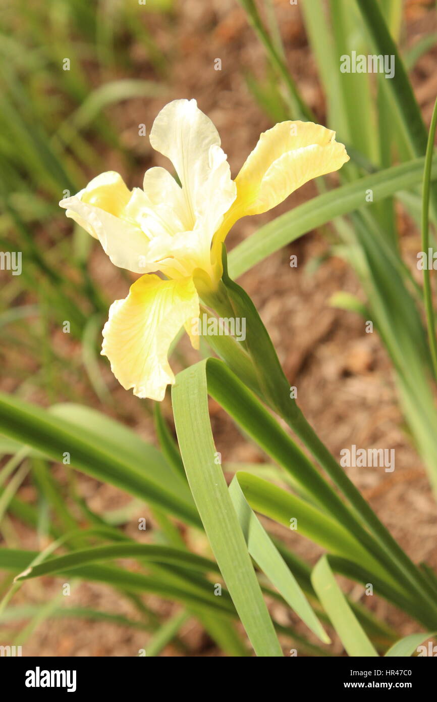 Yellow Japanese Iris