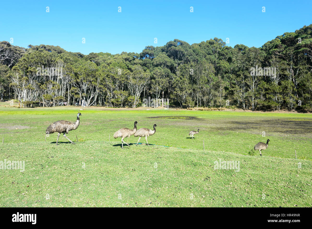 Dad emu (Dromaius novaehollandiae) with four young in a clearing ...