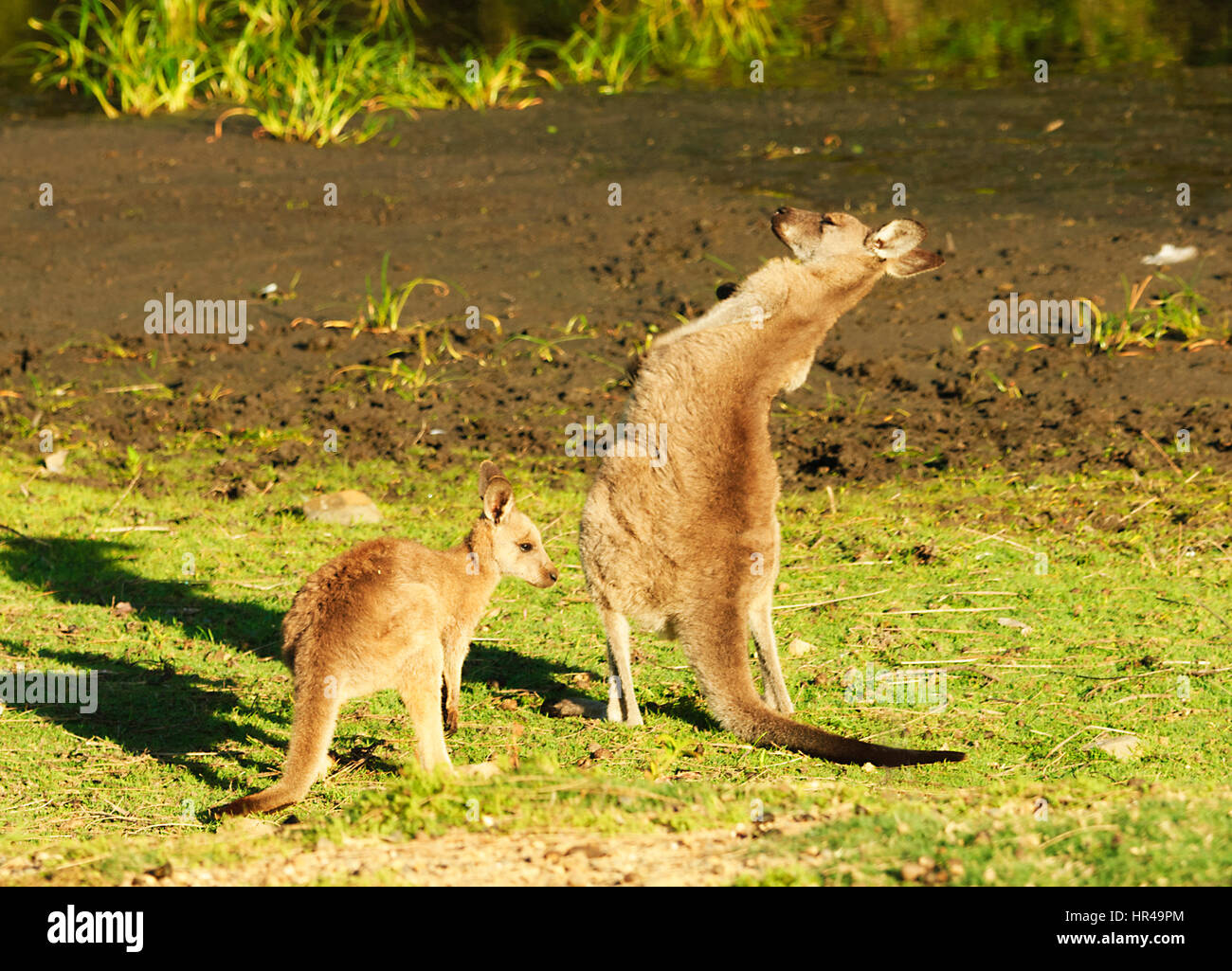 Two Red-necked Wallabies (Macropus rufogriseus), the tallest one ...