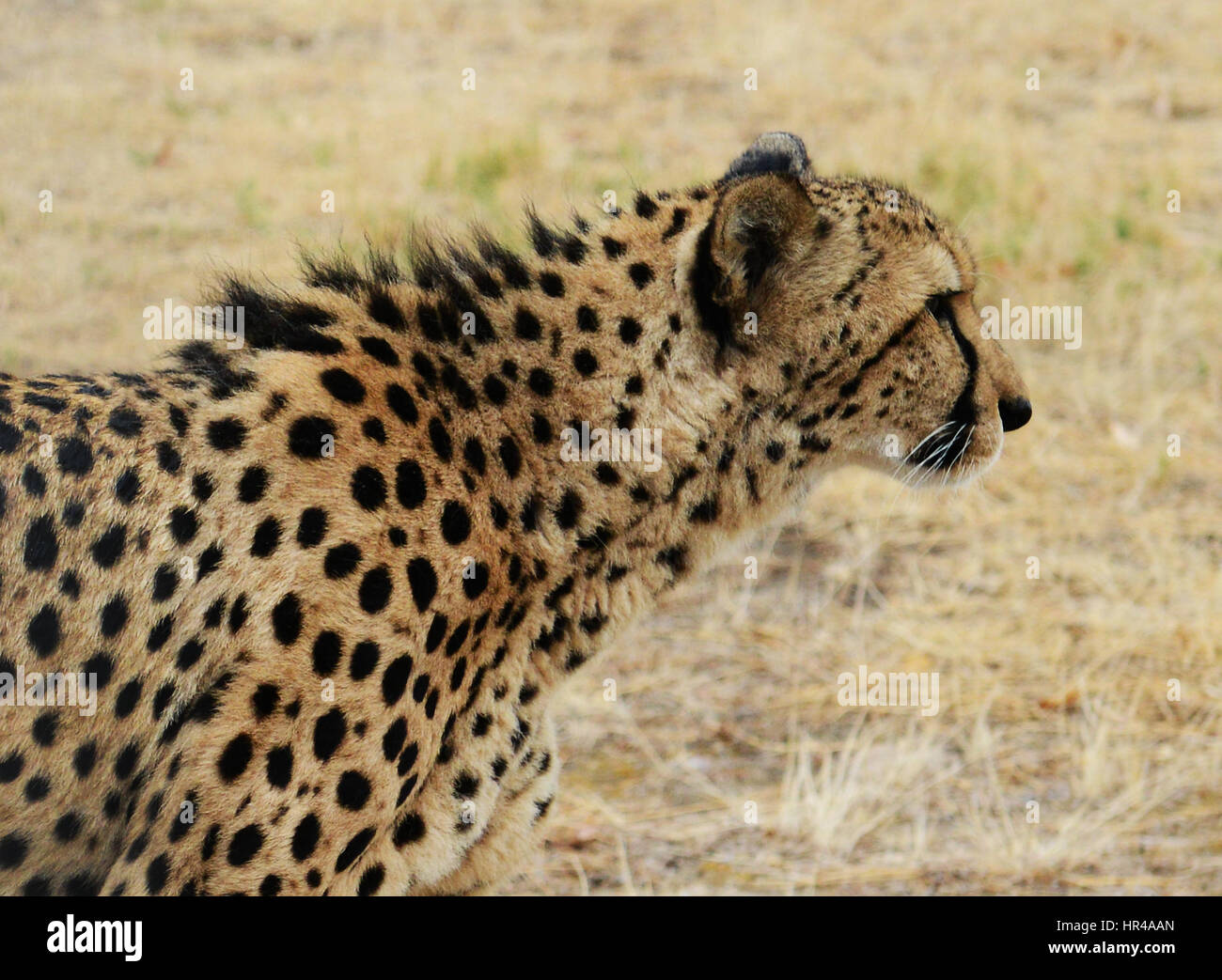 A beautiful male cheetah with a coat covered with dark black spots ...