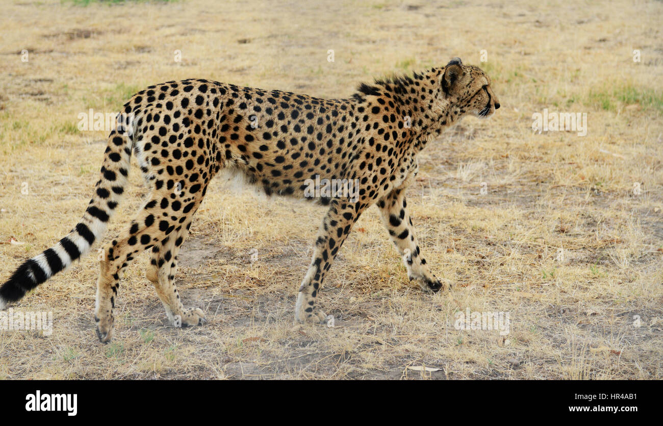 Cheetah african big cats hi-res stock photography and images - Alamy