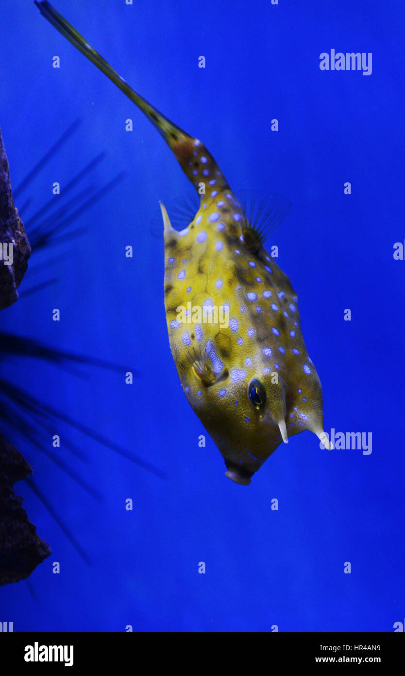 Long horn cowfish hi-res stock photography and images - Alamy