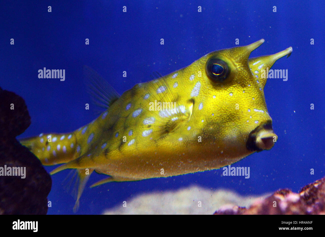 Long horn cowfish hi-res stock photography and images - Alamy