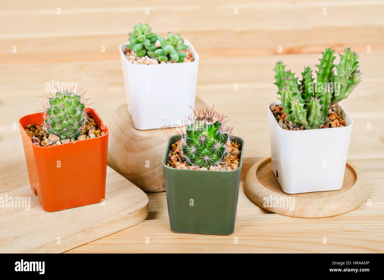 Different succulents and cactus in pots on wooden background Stock ...