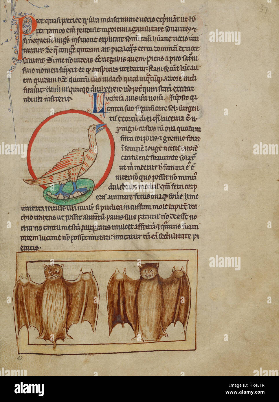 The 'Northumberland Bestiary' f371 is a medieval manuscript ...