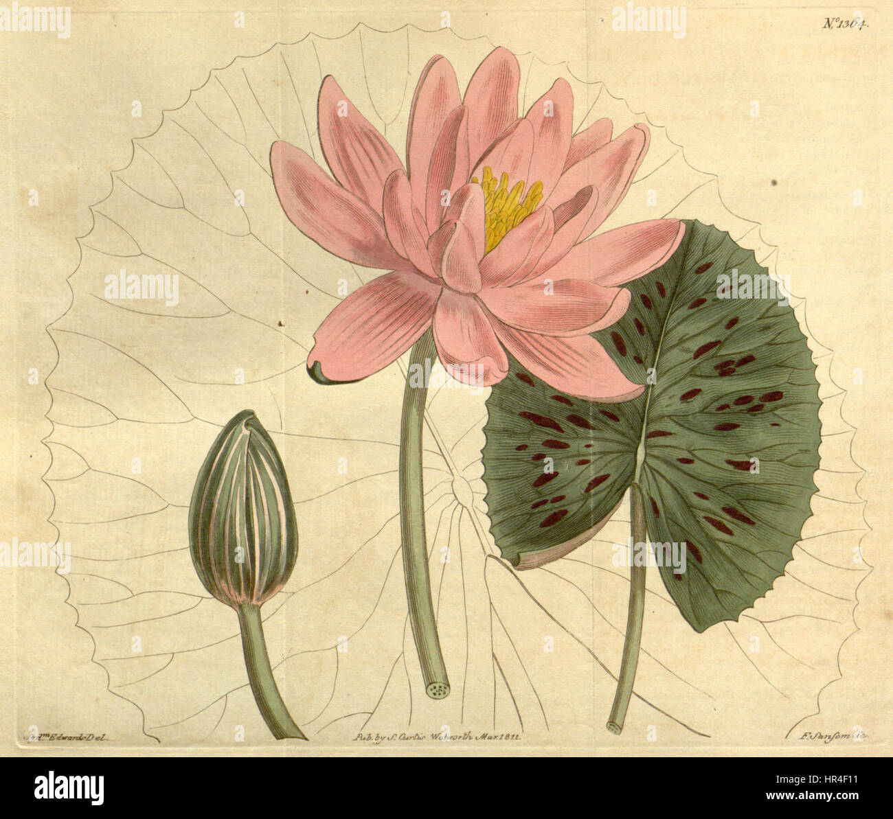 The illustration of 'Nymphaea pubescens' from 'Botanical Magazine ...