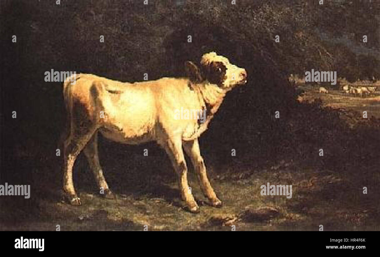 Vitelo hi-res stock photography and images - Alamy