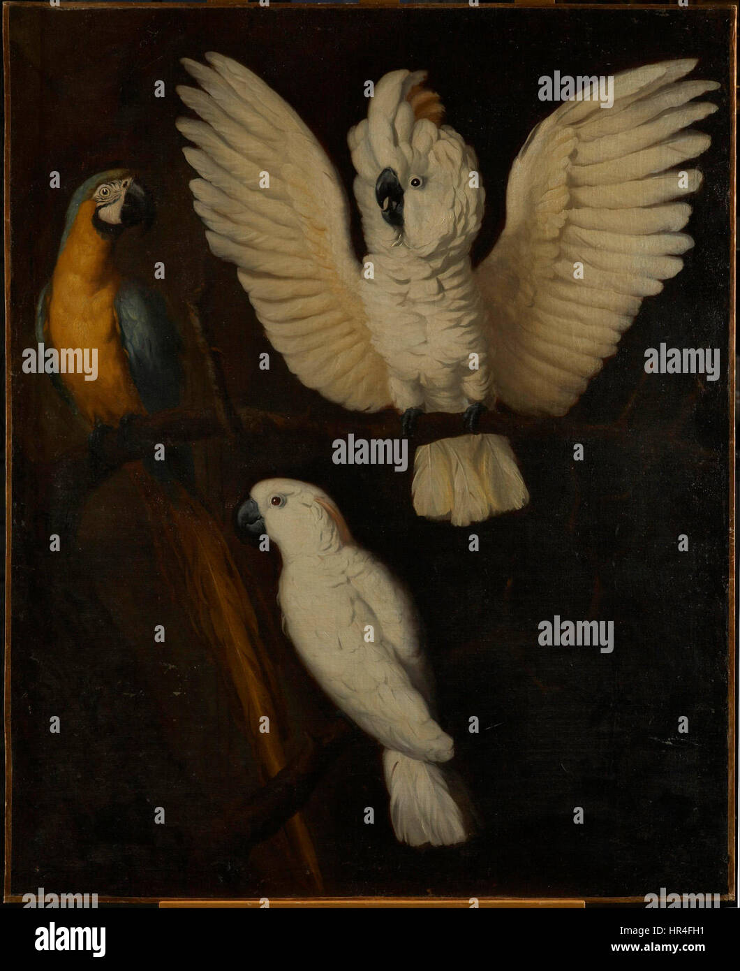 Parrots - Google Art Project Stock Photo - Alamy