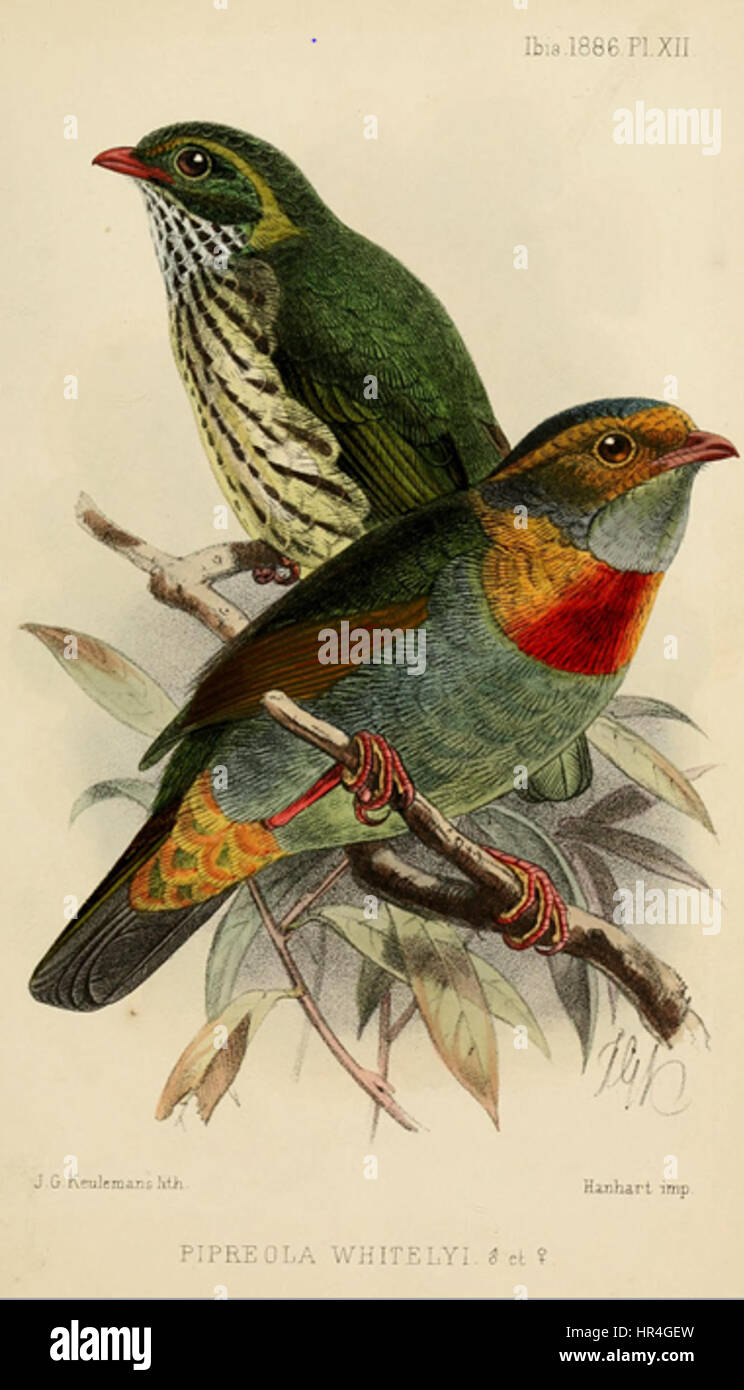 Avian species depicted hi-res stock photography and images - Alamy