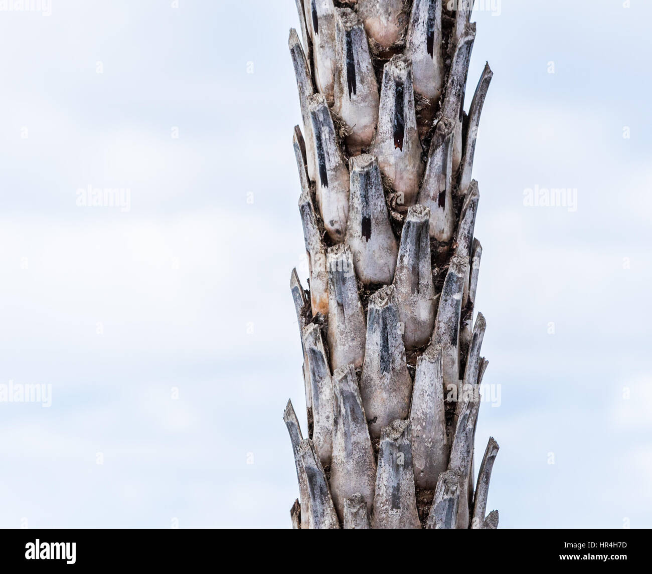 Tall thin tree hi-res stock photography and images - Alamy