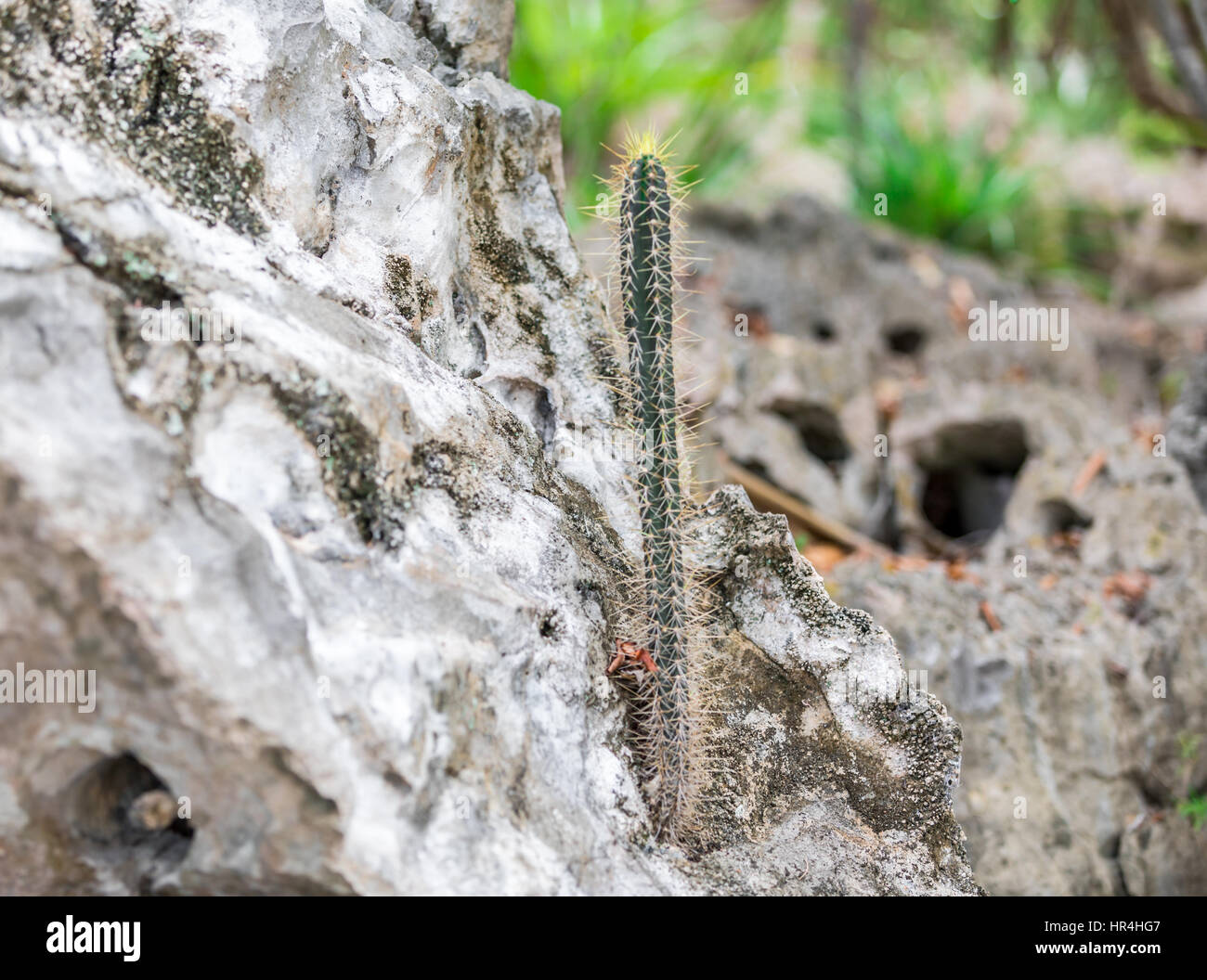 Plant growing in desert hi-res stock photography and images - Alamy