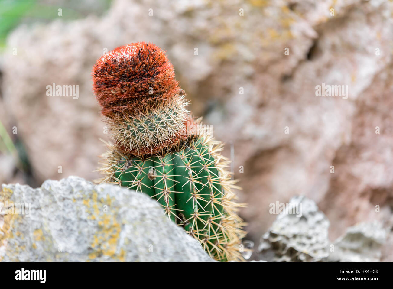 Growing with colors hi-res stock photography and images - Alamy