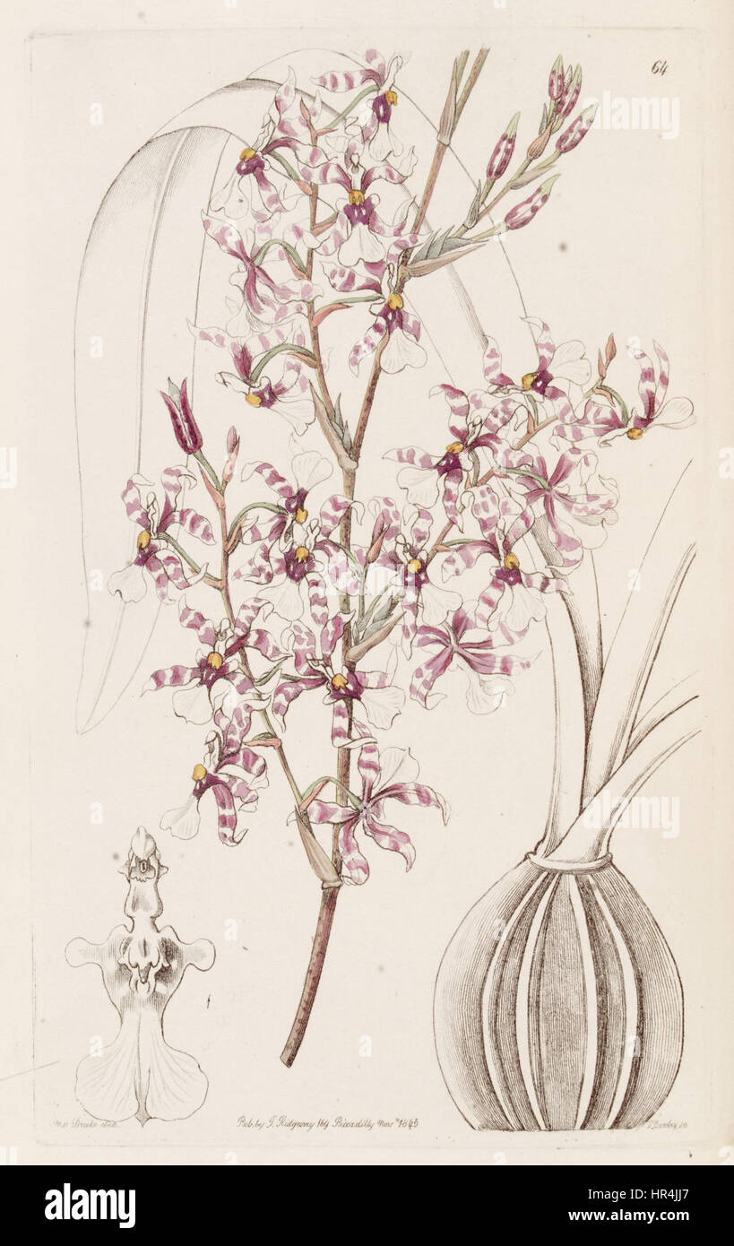 Orchid study techniques hi-res stock photography and images - Alamy