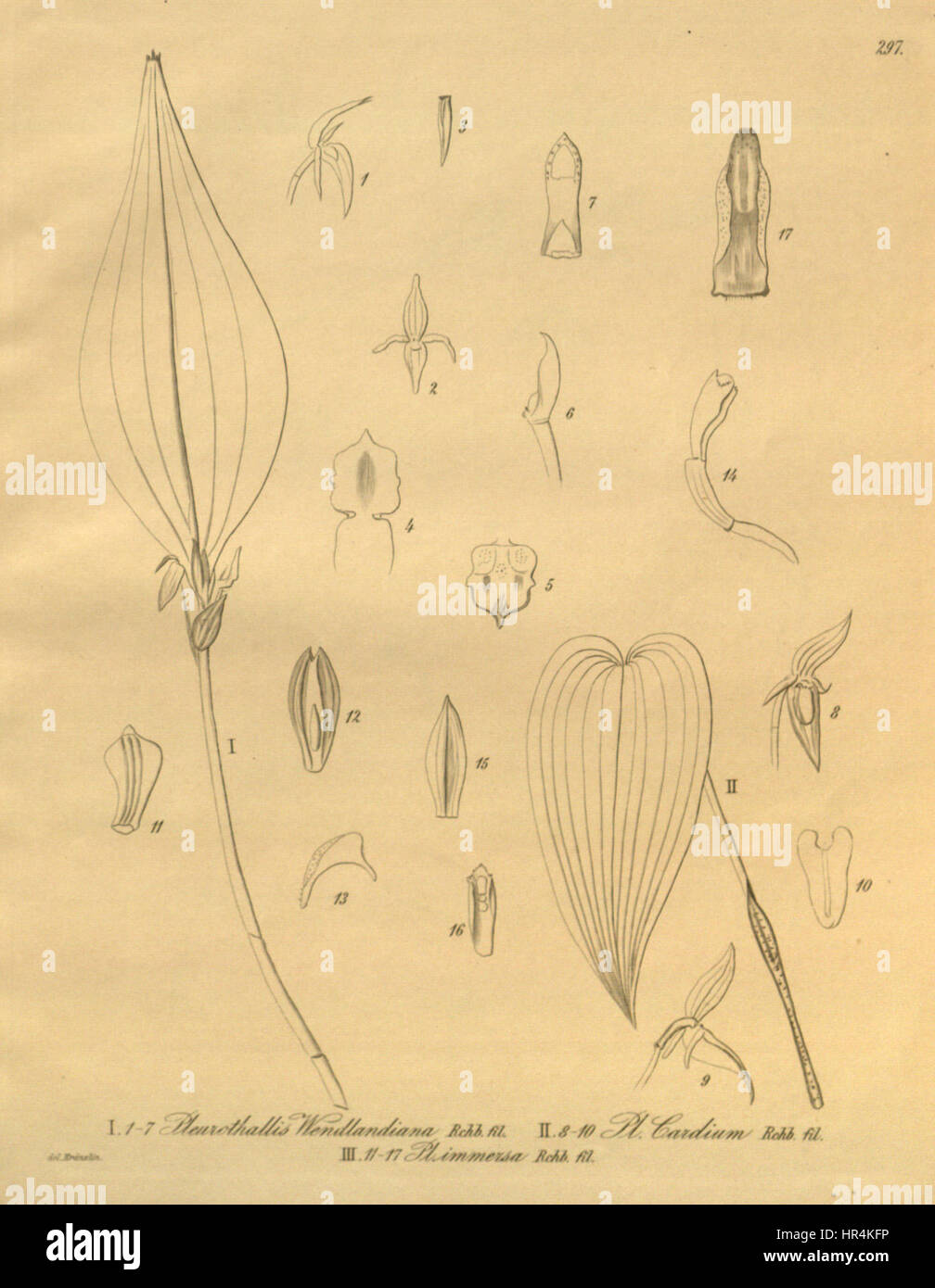 This botanical illustration showcases a variety of orchids, including ...