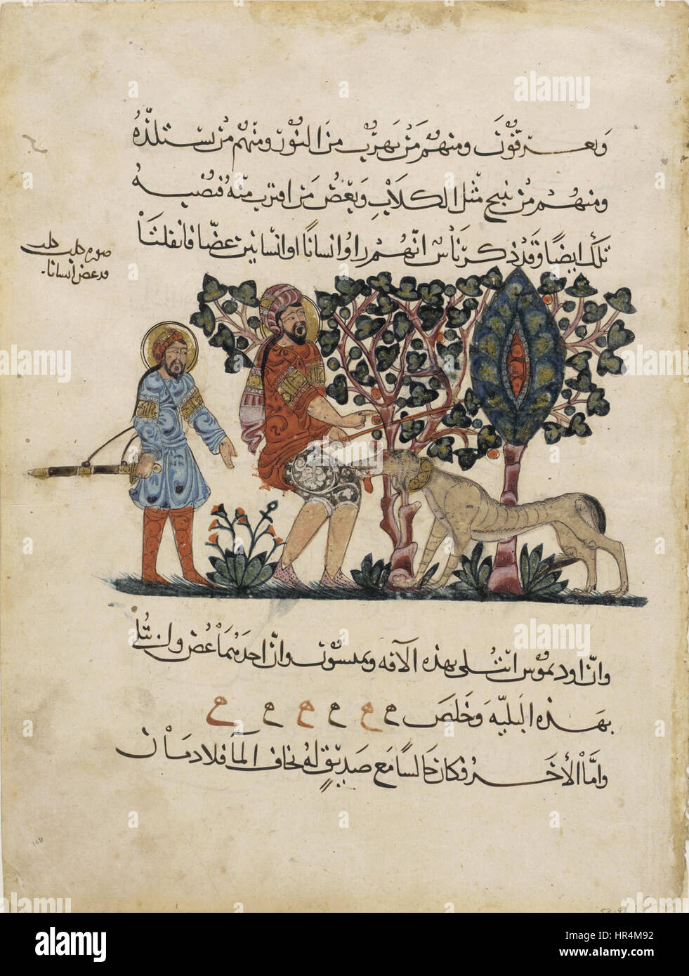 Dioscorides arabic hi-res stock photography and images - Alamy