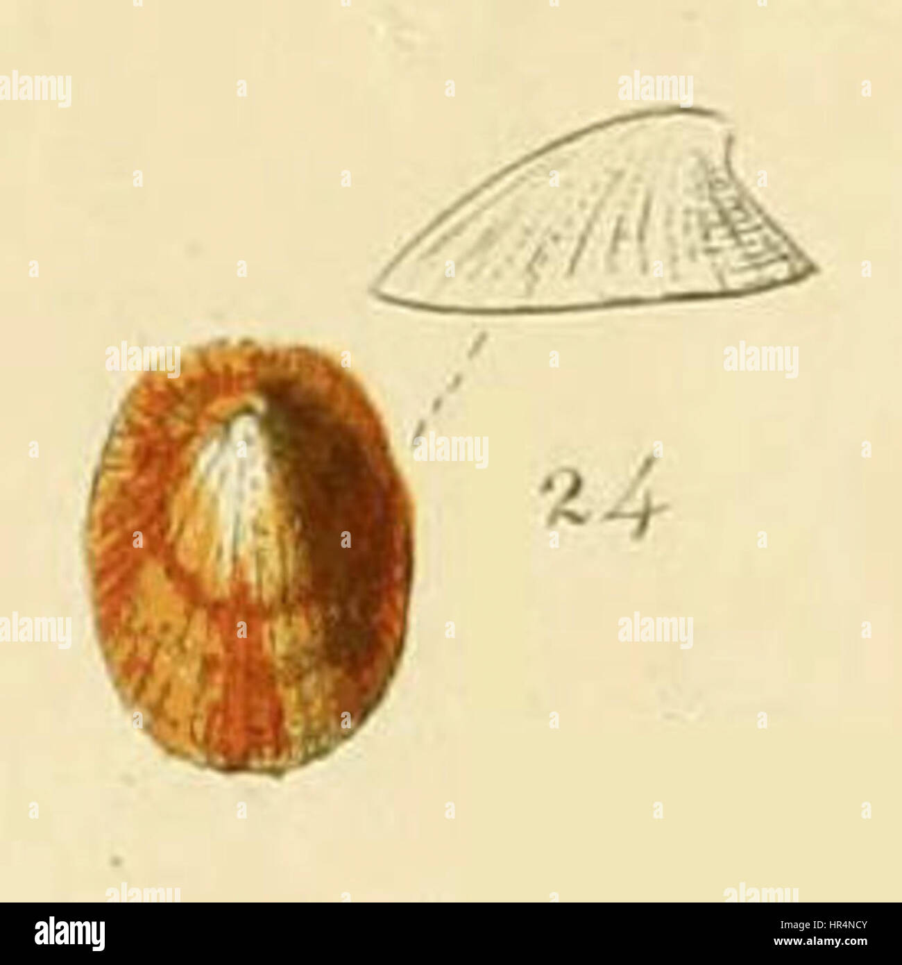 Pilidium fulvum (Sowerby Stock Photo - Alamy