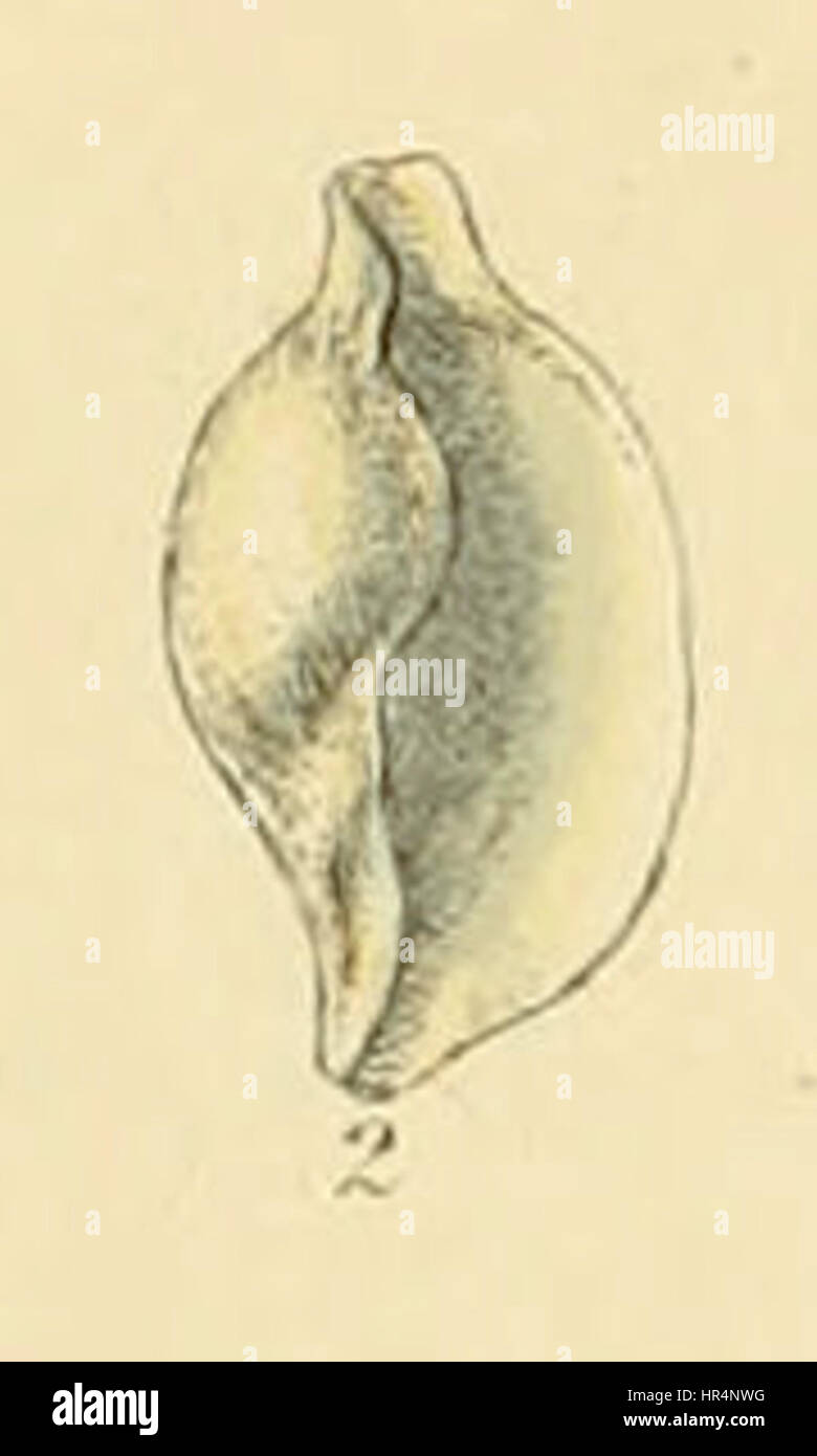 Ovula patula (Sowerby Stock Photo - Alamy
