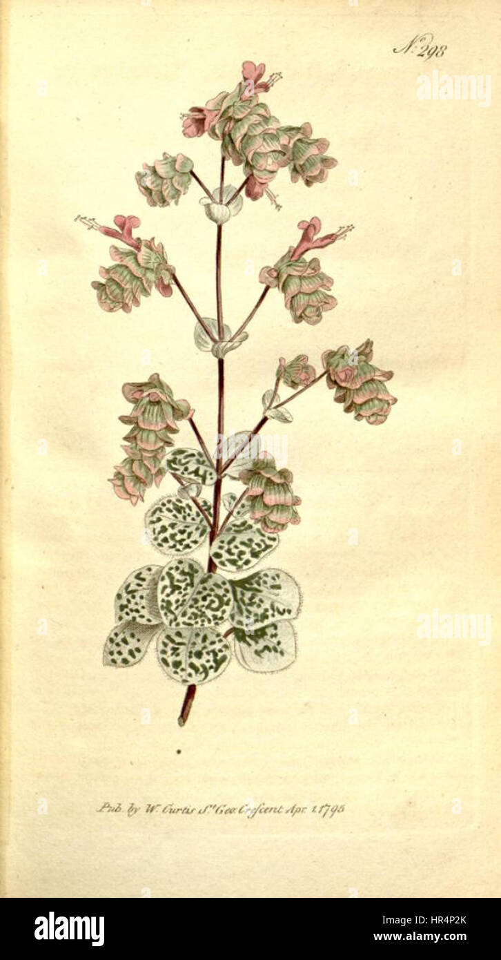 Dictamnus origanum hi-res stock photography and images - Alamy