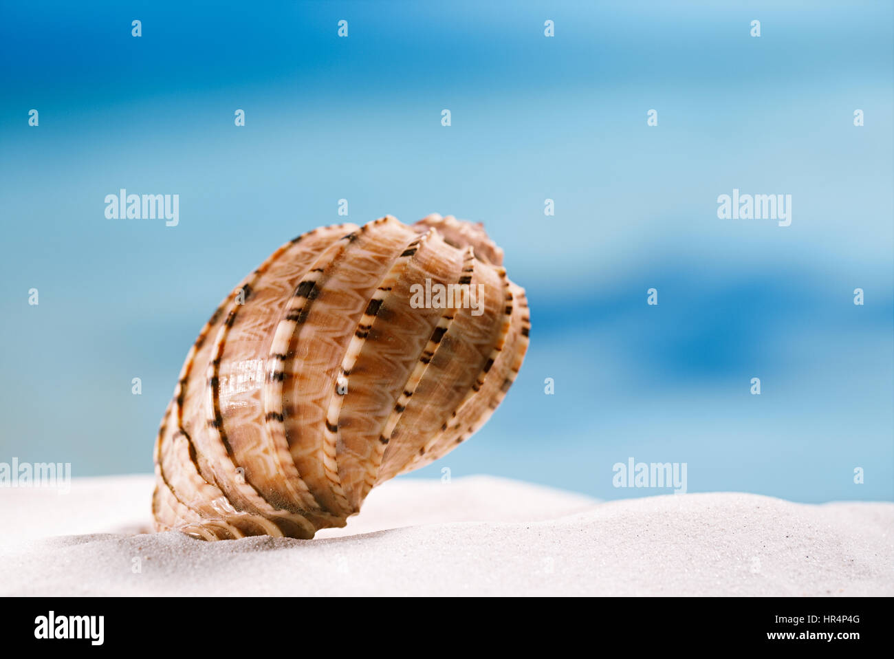 tropical seashell sea shell with ocean , beach and seascape, shallow ...
