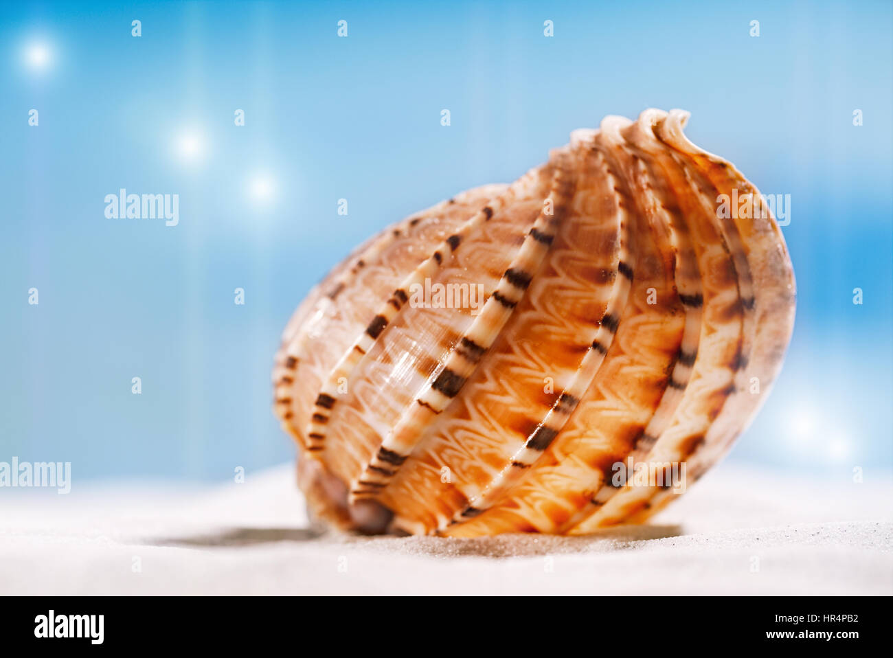 Tropical seashell hi-res stock photography and images - Alamy