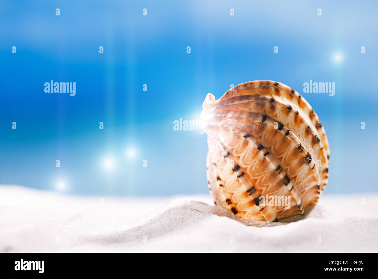 tropical seashell sea shell with ocean , beach and seascape, shallow ...