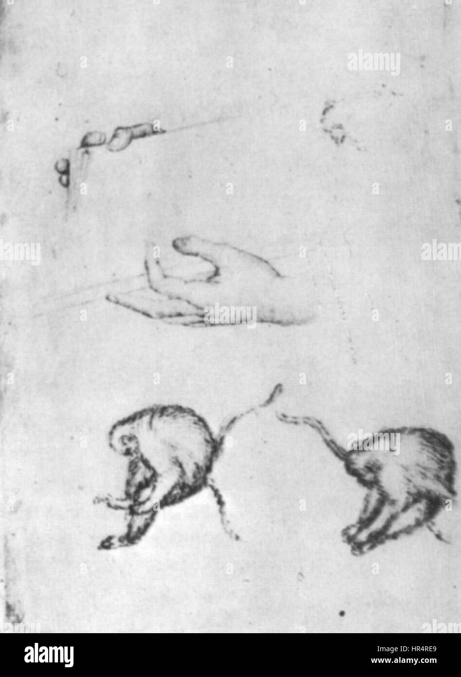Pisanello's 'Disegni' (drawings) in the Louvre collection (2389r ...