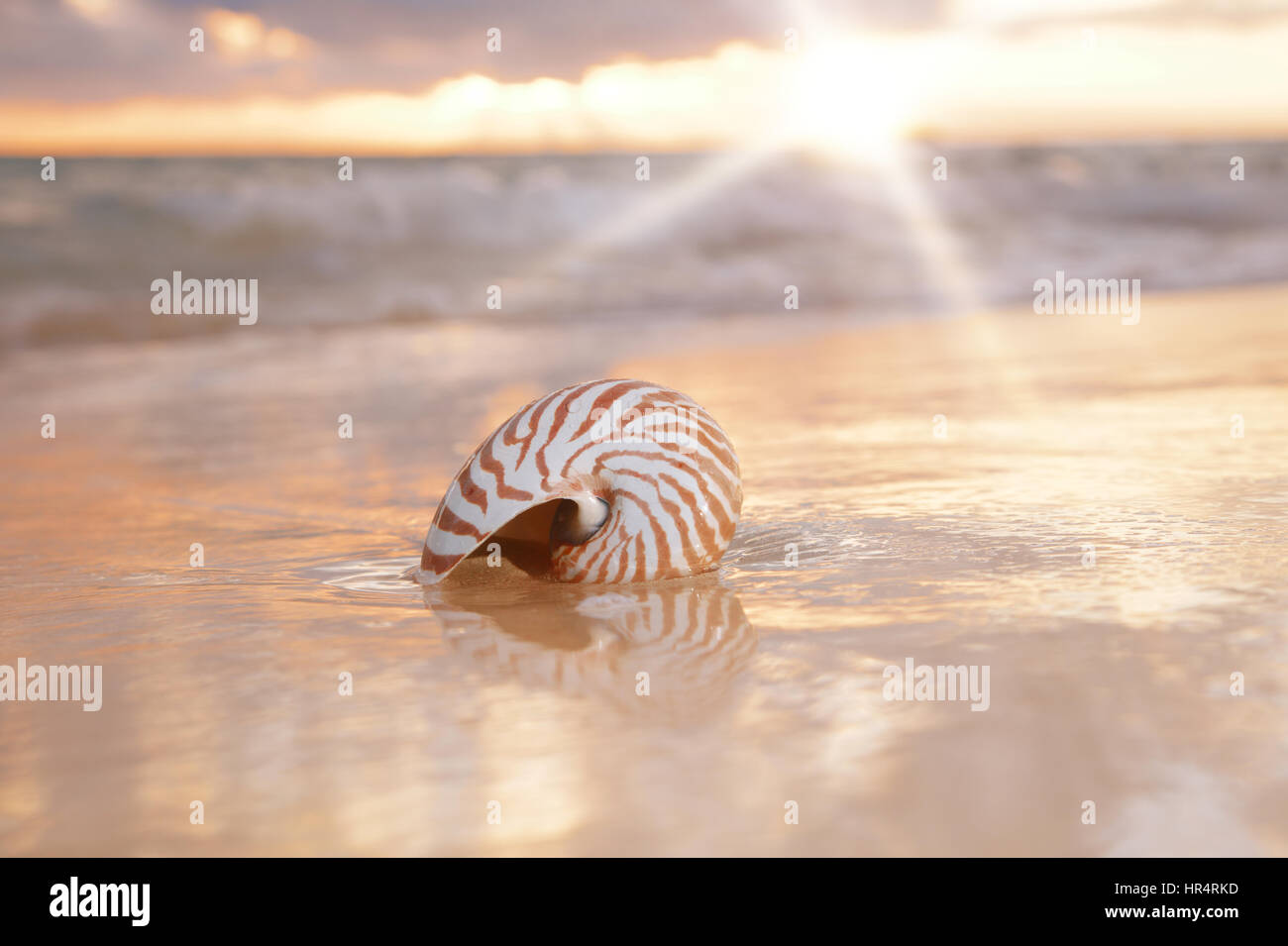 golden nautilus shell in sea water with sun on sunrise Stock Photo - Alamy