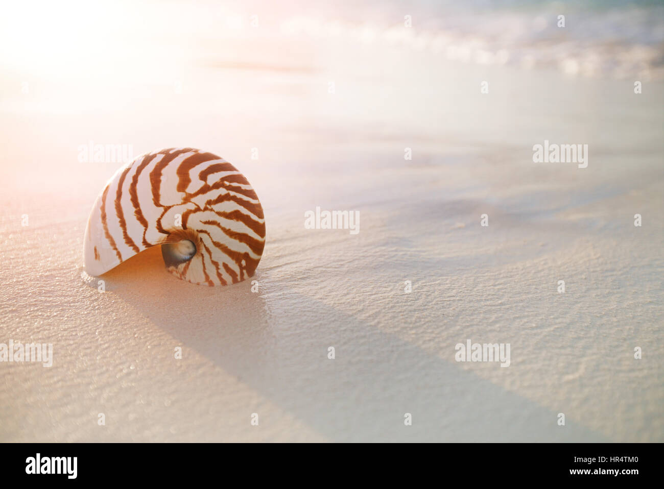 Golden sunrise nautilus shell in hi-res stock photography and images ...