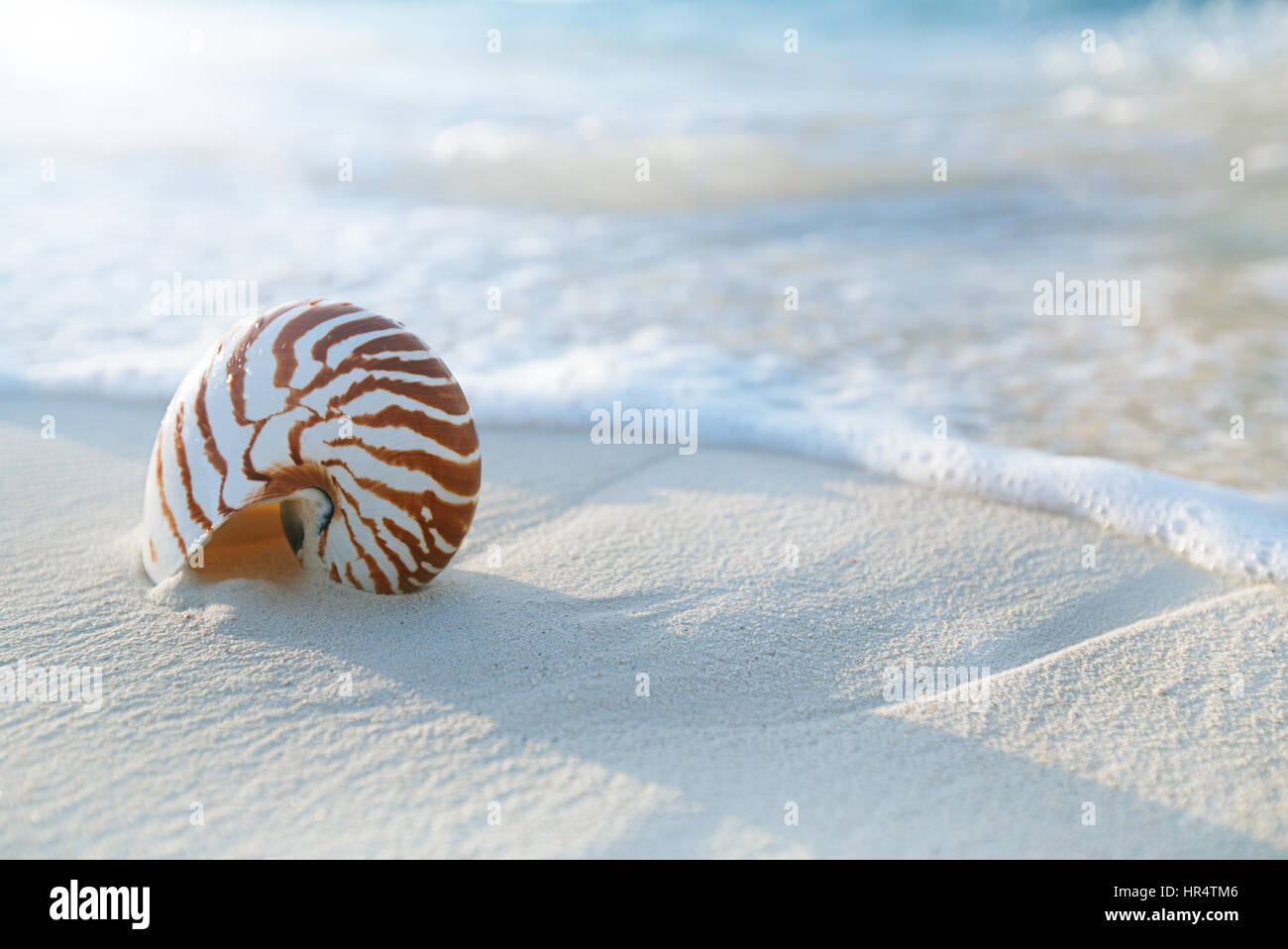 nautilus shell on golden beach sand and glitter seascape background ...