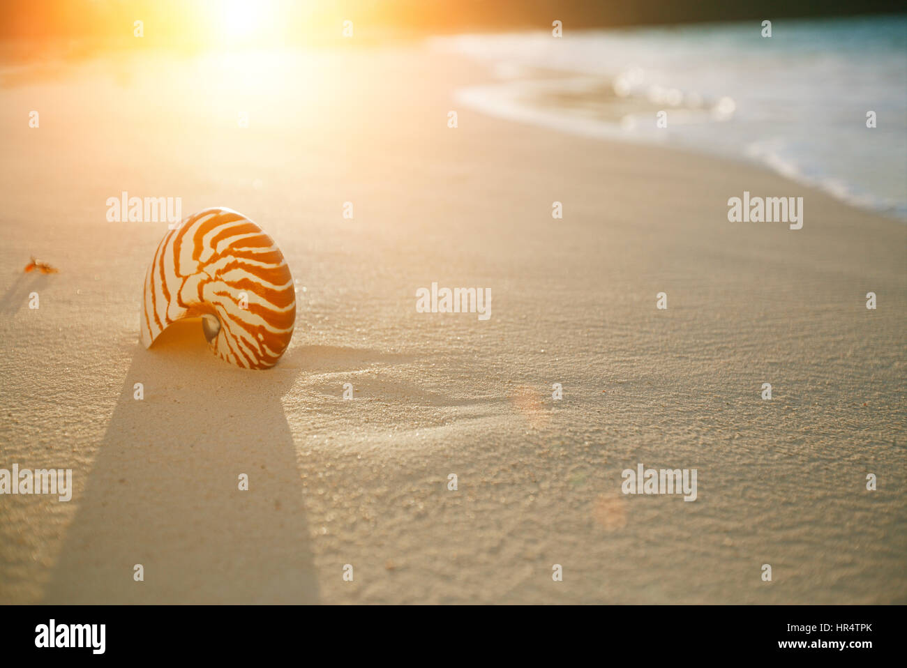 golden nautilus shell in sea water with sun on sunrise Stock Photo - Alamy