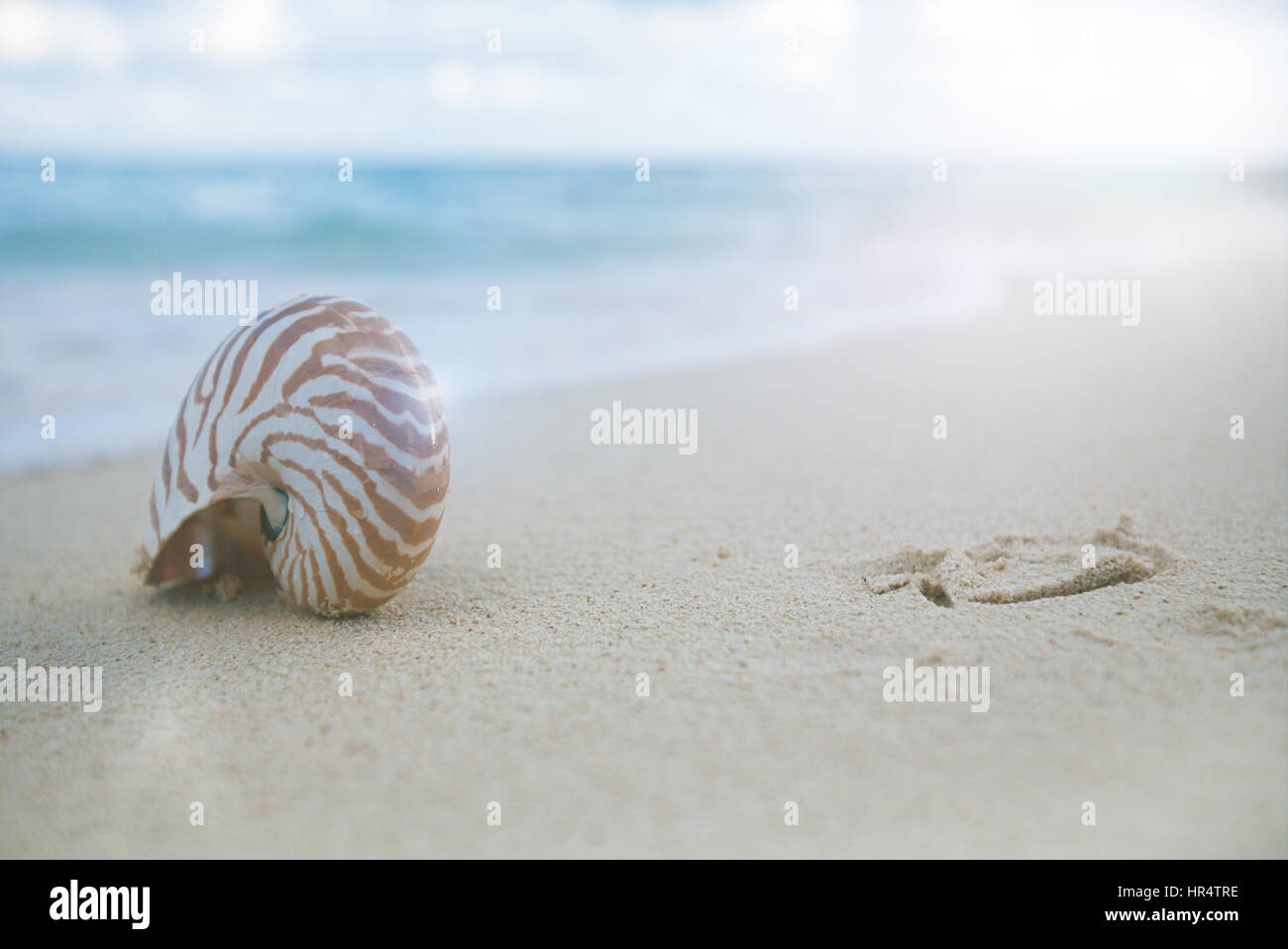 golden nautilus shell in sea water with sun on sunrise Stock Photo - Alamy