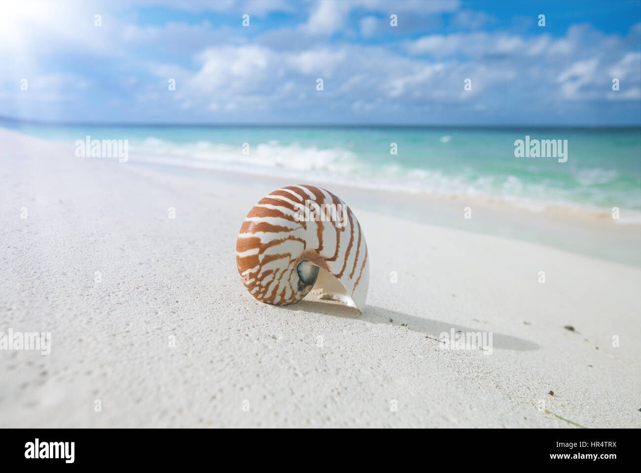 nautilus shell on golden beach sand and glitter seascape background ...