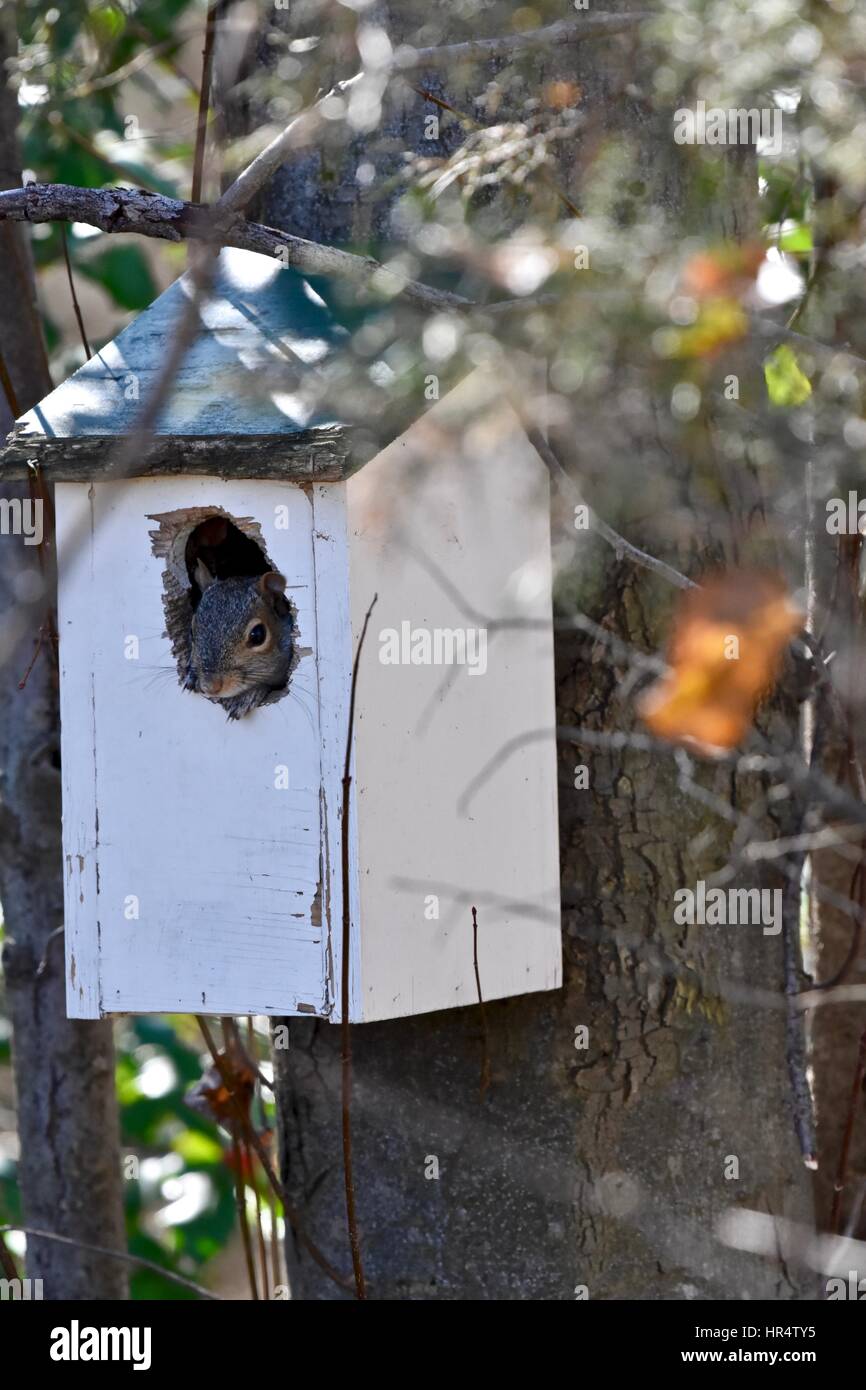 Squirrel nest hi-res stock photography and images - Alamy