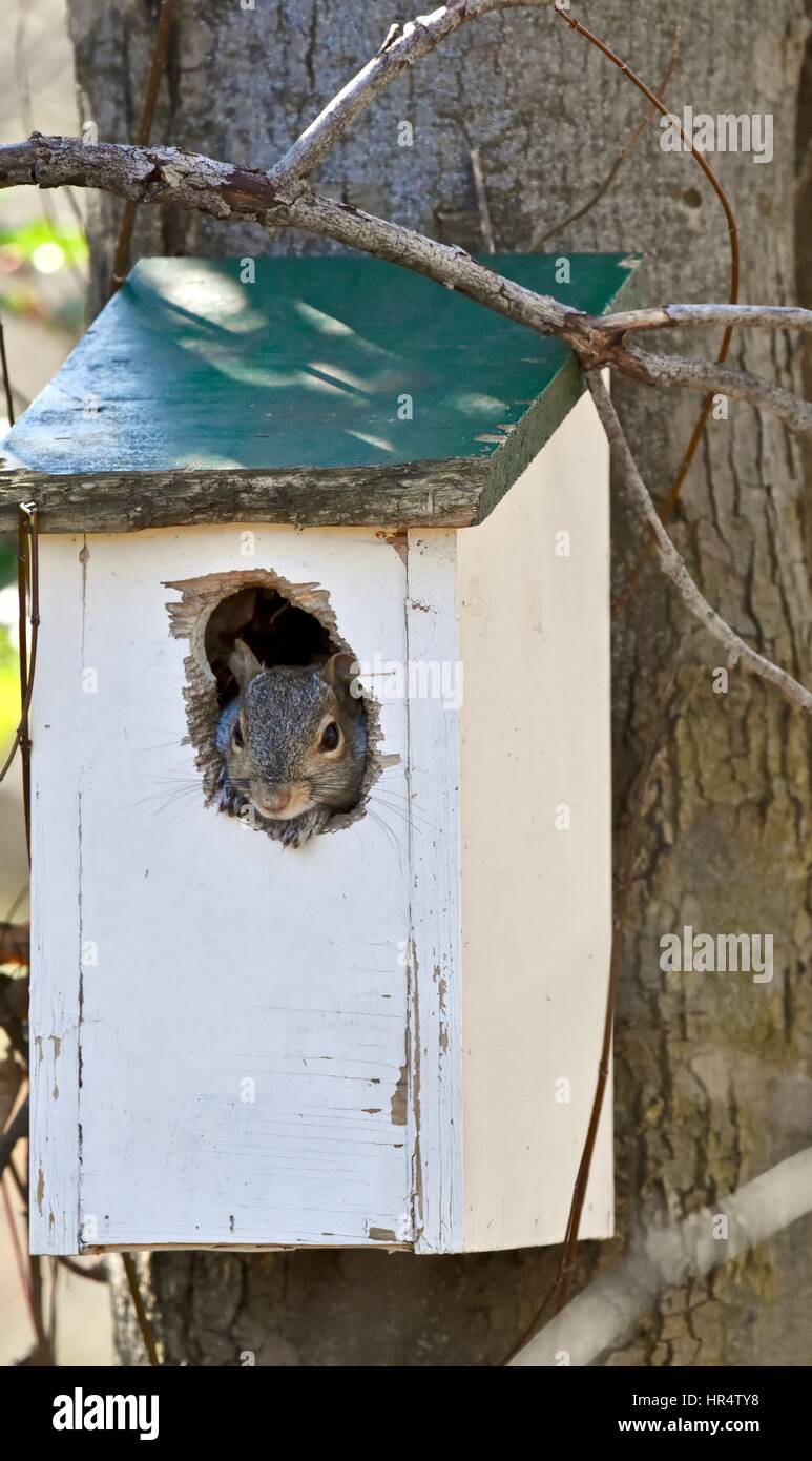 Squirrel nest hi-res stock photography and images - Alamy