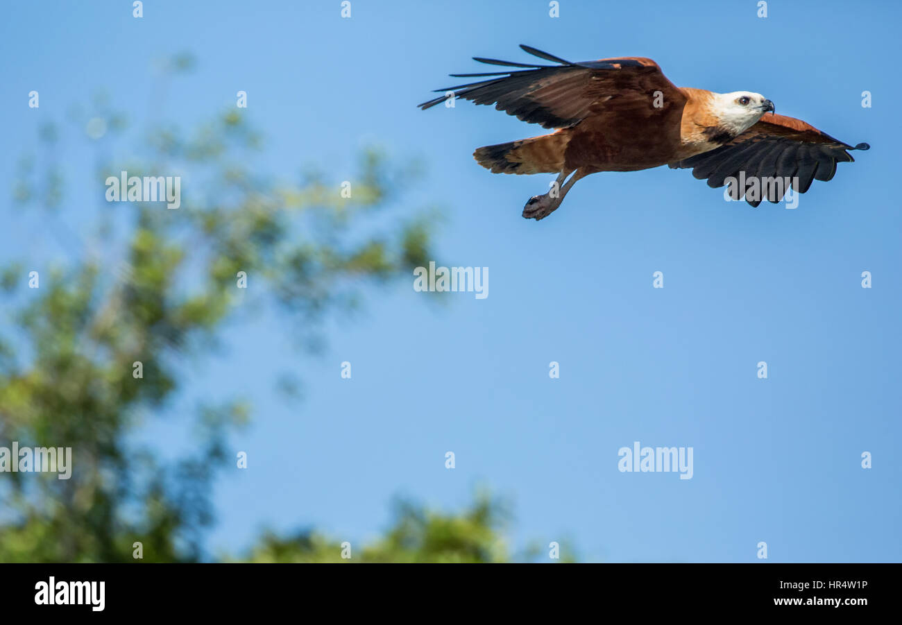 Black-Collared Hawk in flight in the Pantanal region of Brazil, South ...