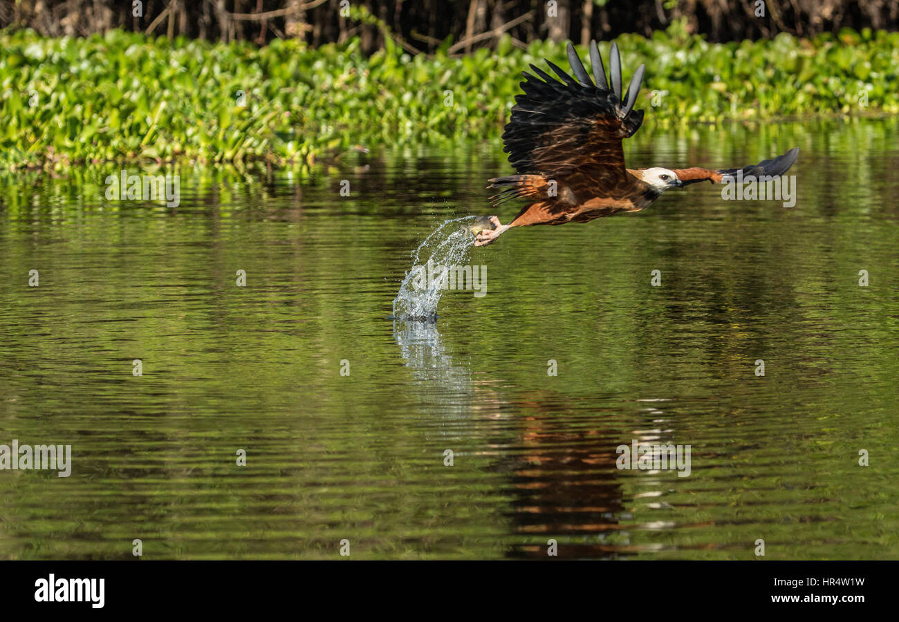 Black-Collared Hawk in flight diving down to catch a fish in its talons ...