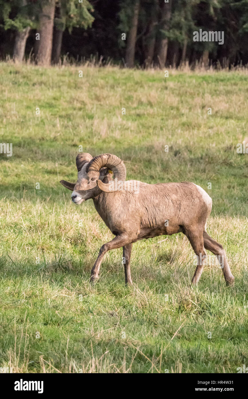 Male Bighorn Sheep (ram) walking at Northwest Trek Wildlife Park near ...