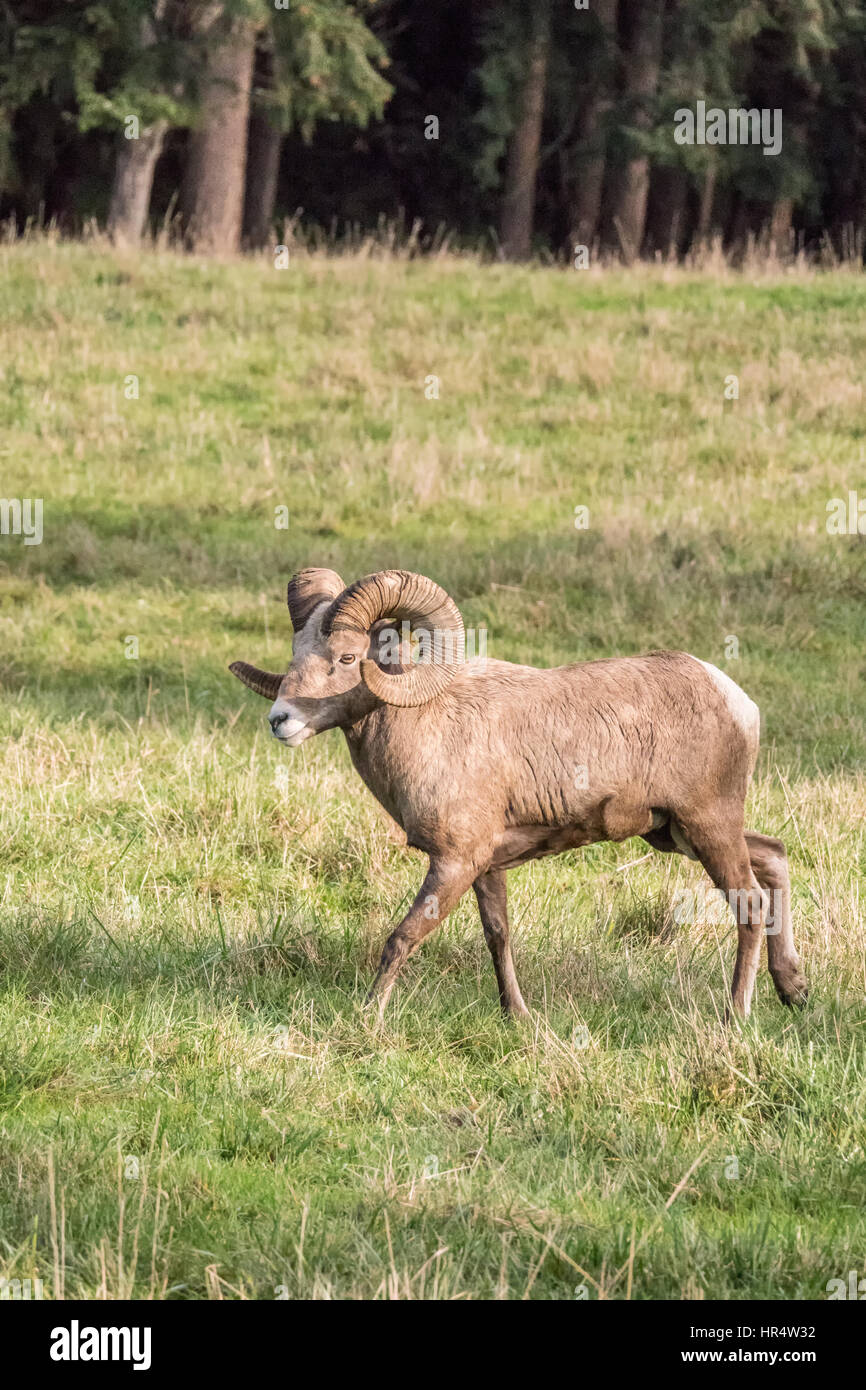 Male Bighorn Sheep (ram) walking at Northwest Trek Wildlife Park near ...