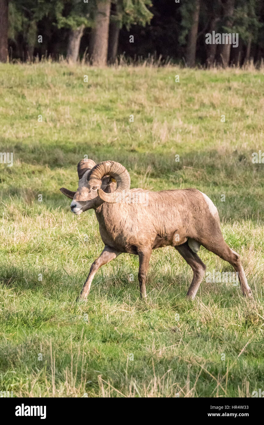 Male Bighorn Sheep (ram) walking at Northwest Trek Wildlife Park near ...