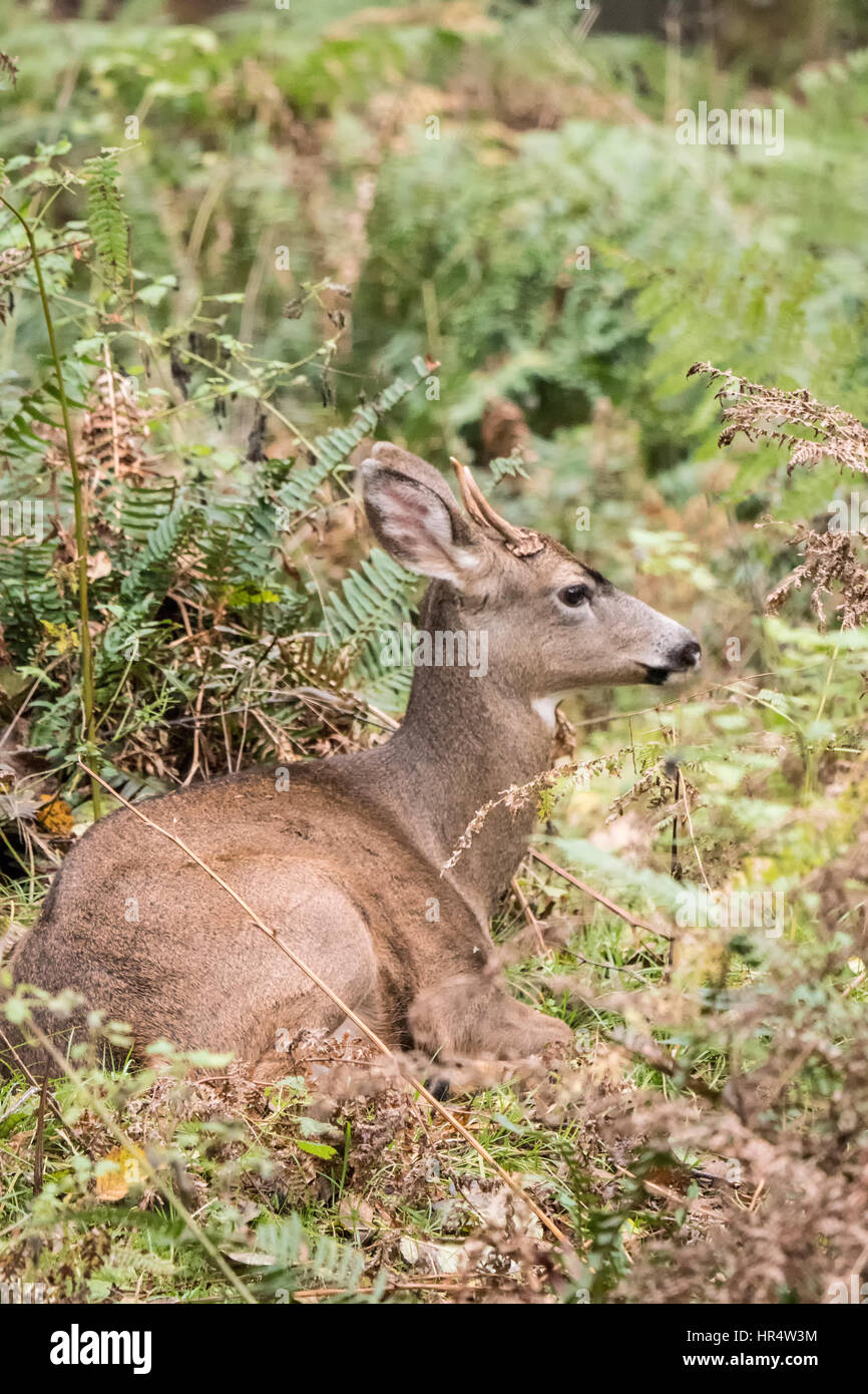 Young deer washington park hi-res stock photography and images - Alamy