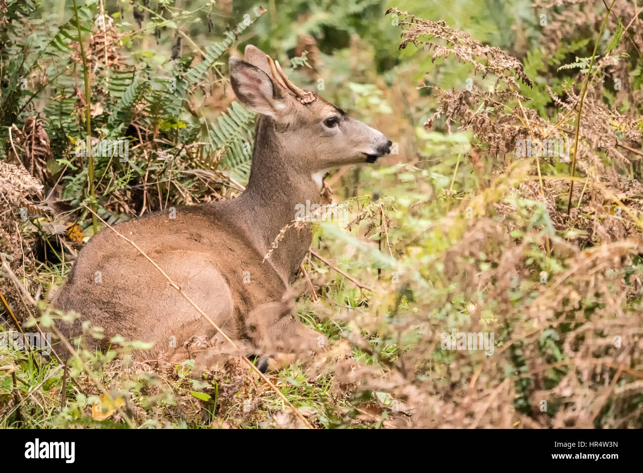 Male Mule Deer (buck) resting at Northwest Trek Wildlife Park near ...