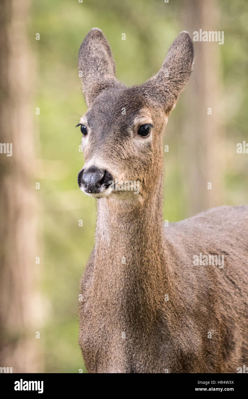 Female Mule Deer (doe) in the forest at Northwest Trek Wildlife Park ...