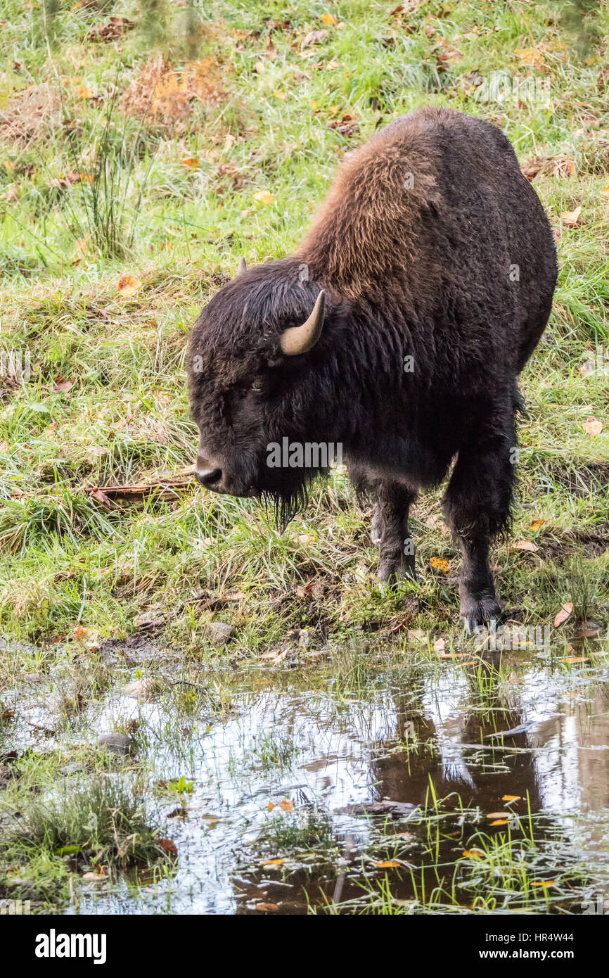 Bull Bison Drinking Water High Resolution Stock Photography and Images ...