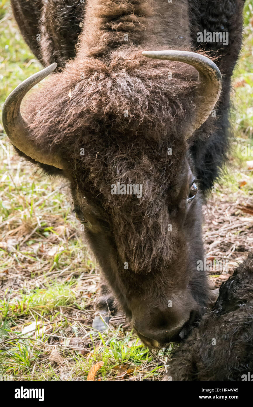 Female bison hi-res stock photography and images - Alamy